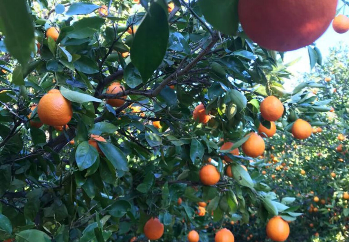 Farm - Kunje Farm - Accommodation: Koue Bokkeveld, Ceres District